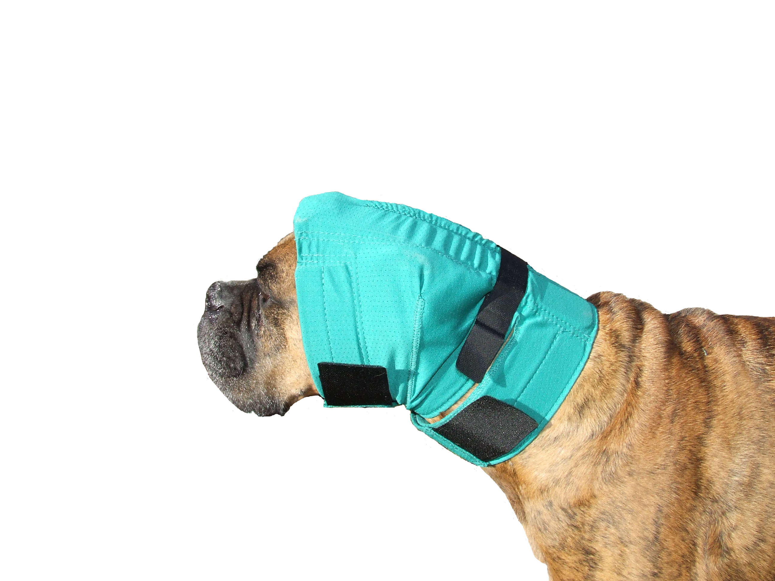 No Flap Ear Wrap | Pet Headwraps | No Flap Ear Wrap
